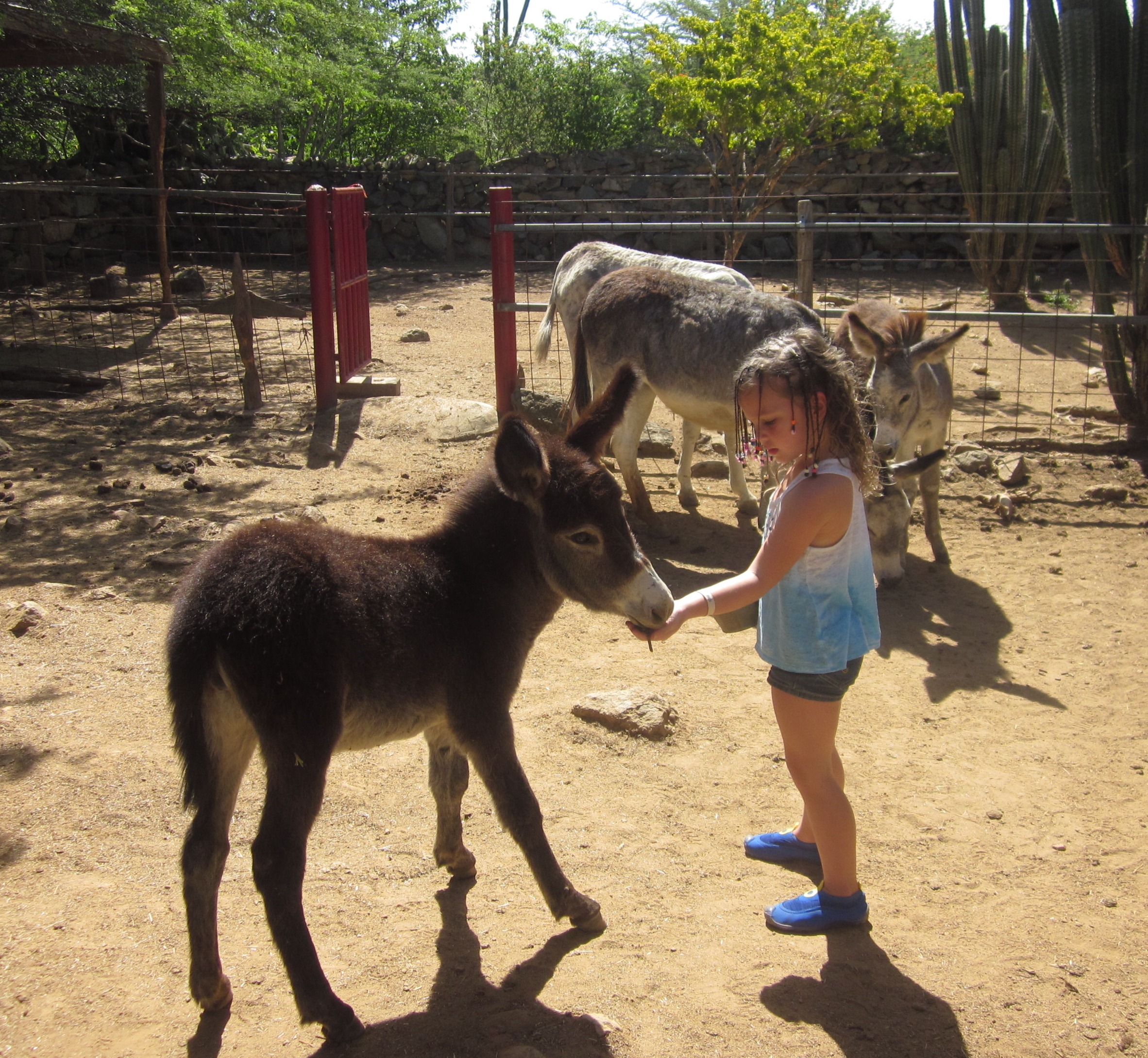 Aruban Sanctuary Provides Safe Haven for Donkeys – Nature Traveler